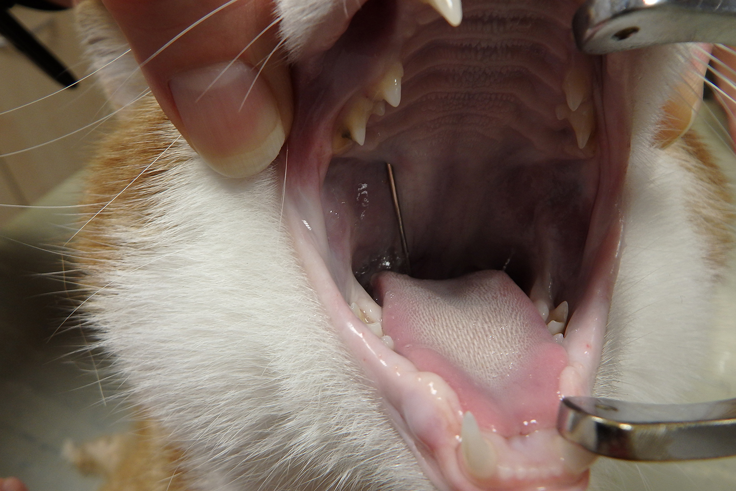 Een kat met een rare hoest- Dierenkliniek Tiel-Drumpt