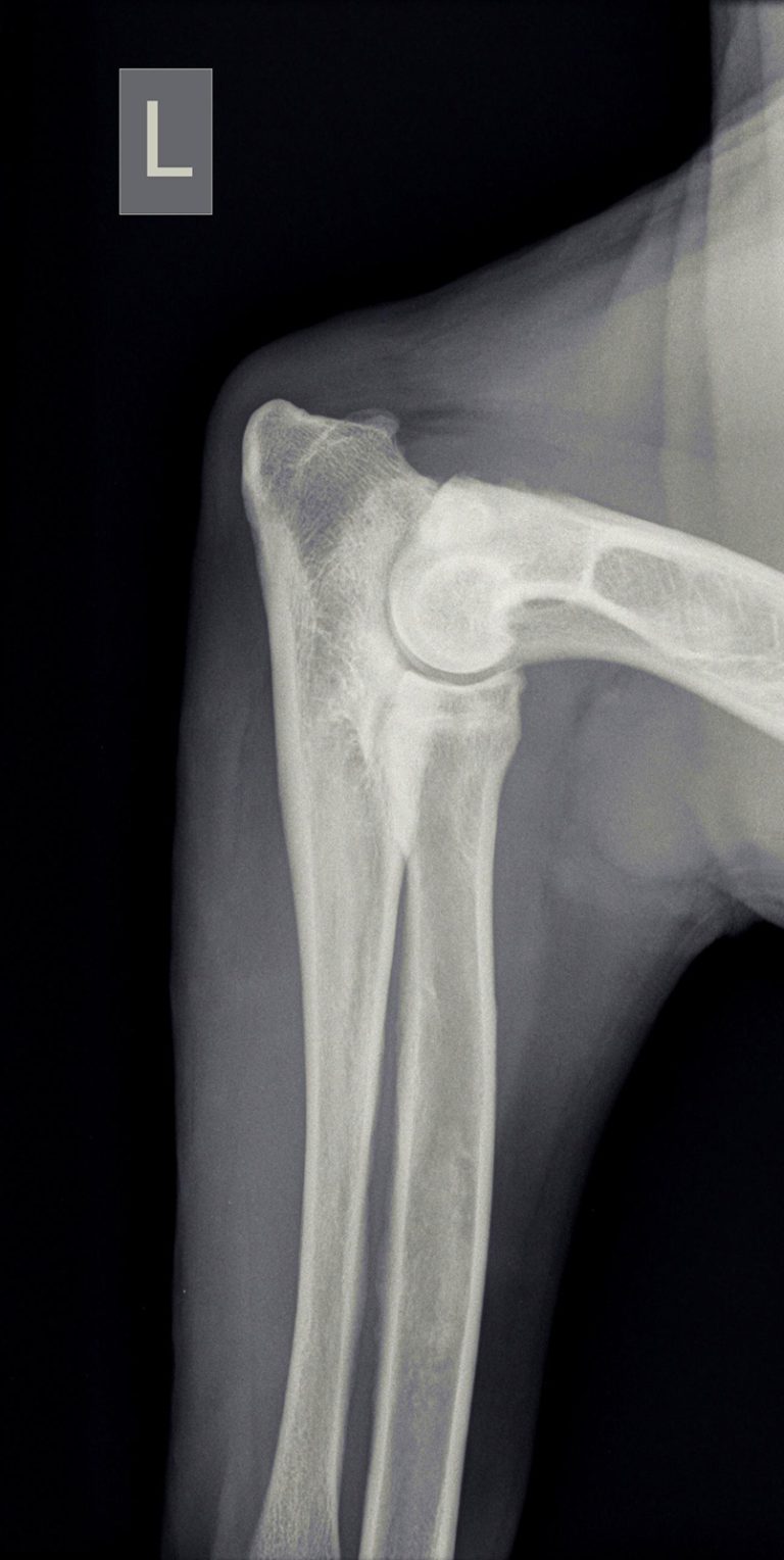 Enostose of groeipijn bij de hond- Dierenkliniek Tiel-Drumpt