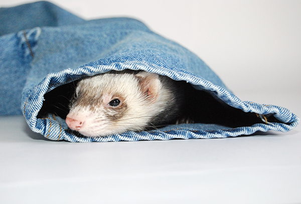 De fret, algemene informatie door de dierenarts