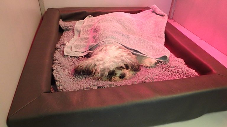 Sterilisatie van de teef ( hond ) - Dierenkliniek Tiel