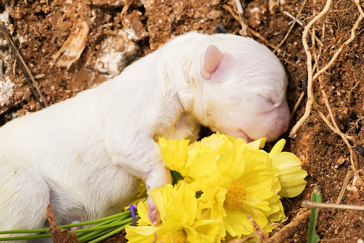 Herpesvirus bij de hond - Dierenkliniek Tiel-Drumpt