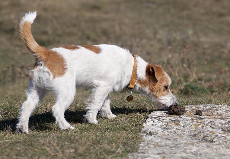 Poep eten door de hond, waarom doet hij dit? - Dierenkliniek Tiel