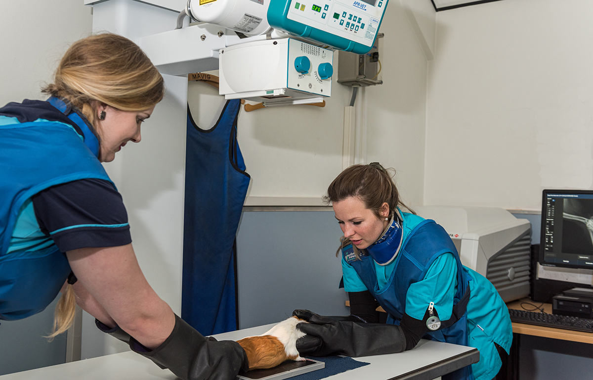 Röntgenfoto’s laten maken - Dierenkliniek Tiel