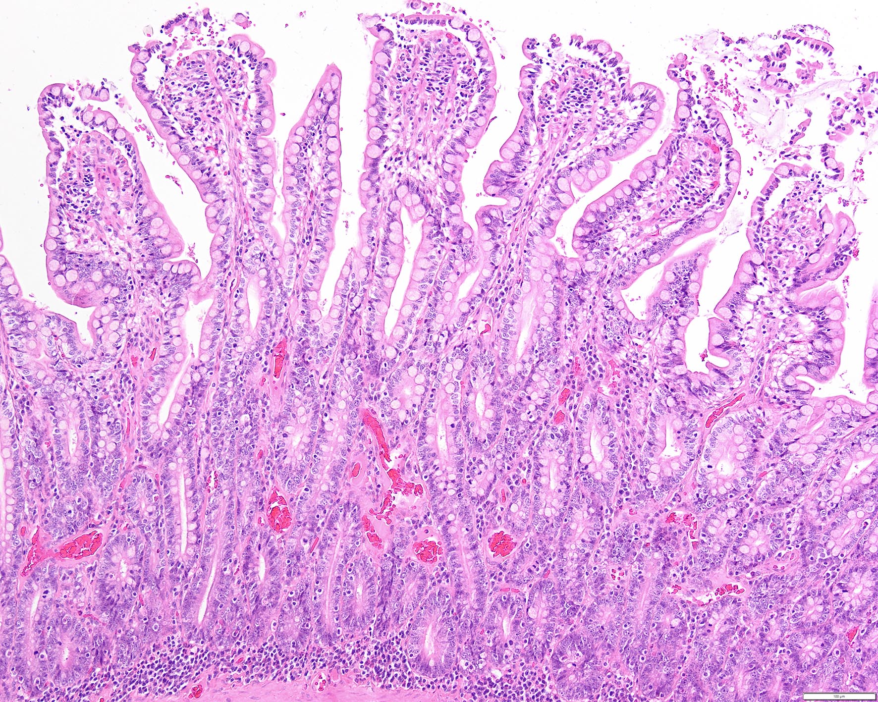 Parvo bij de hond - Dierenkliniek Tiel-Drumpt