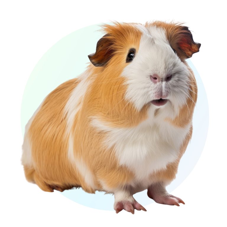 De cavia, algemene informatie - Dierenkliniek Tiel