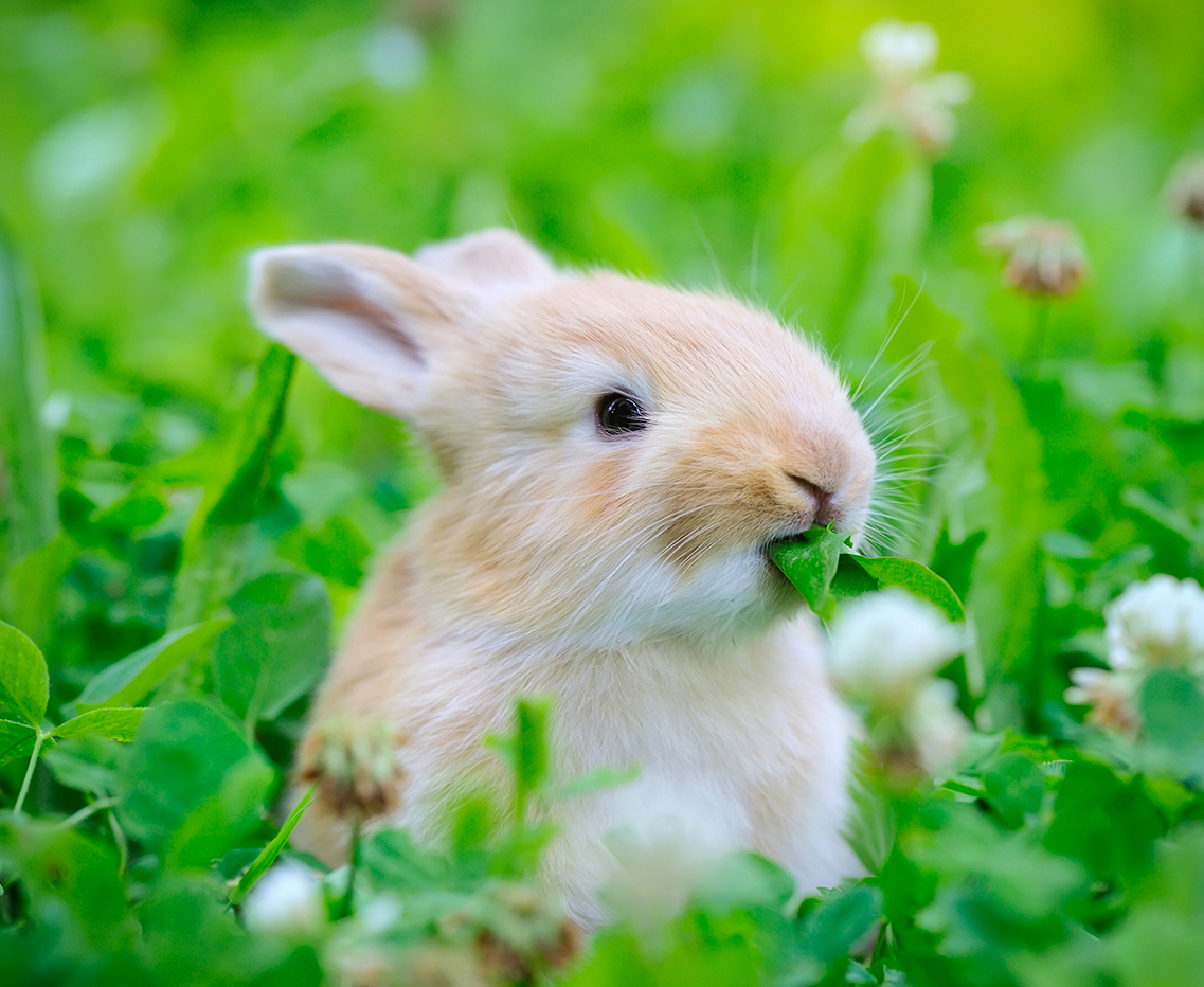 Wat eet een konijn? - Dierenkliniek Tiel-Drumpt
