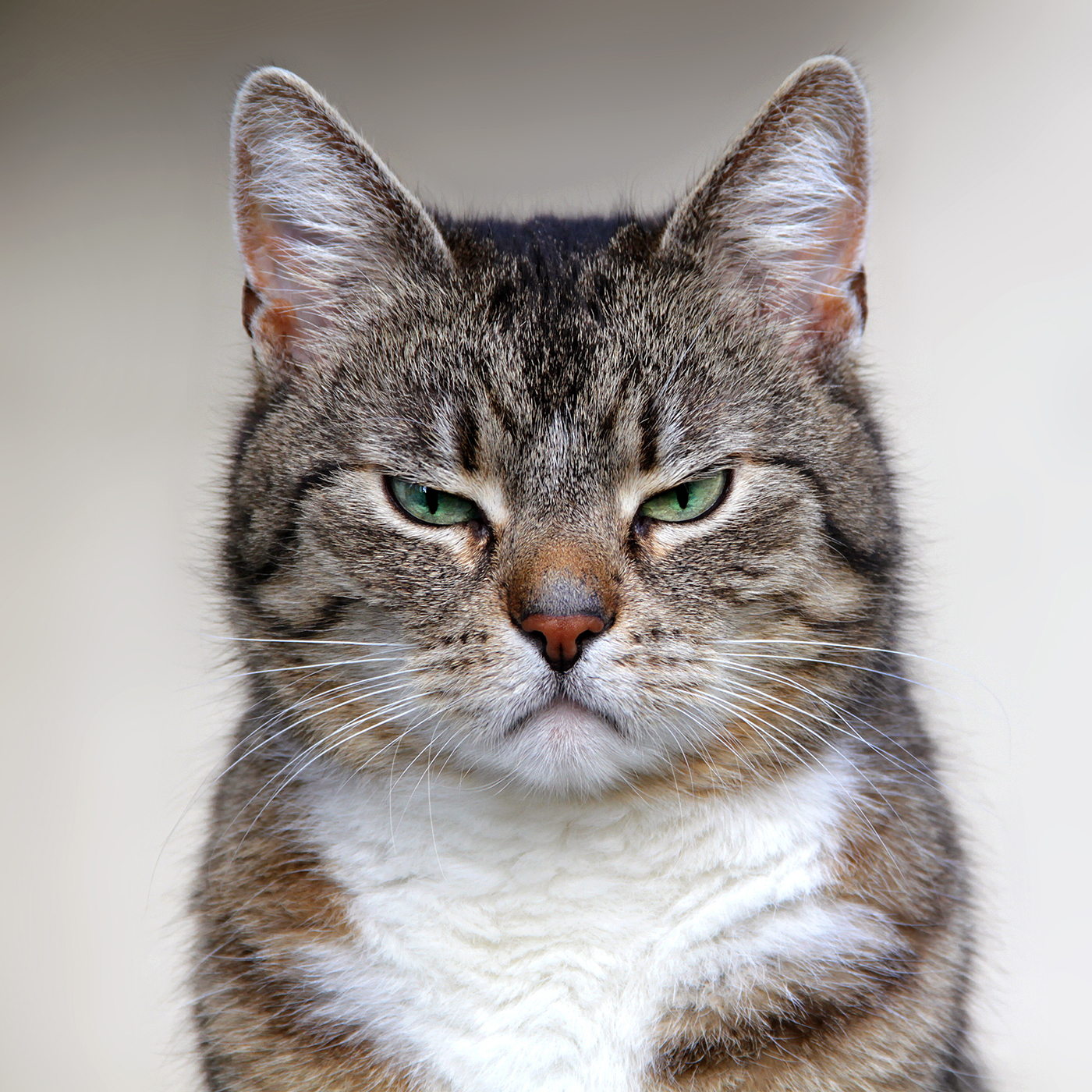 Castratie van de kater - Nazorgbrief Dierenkliniek Tiel - Drumpt