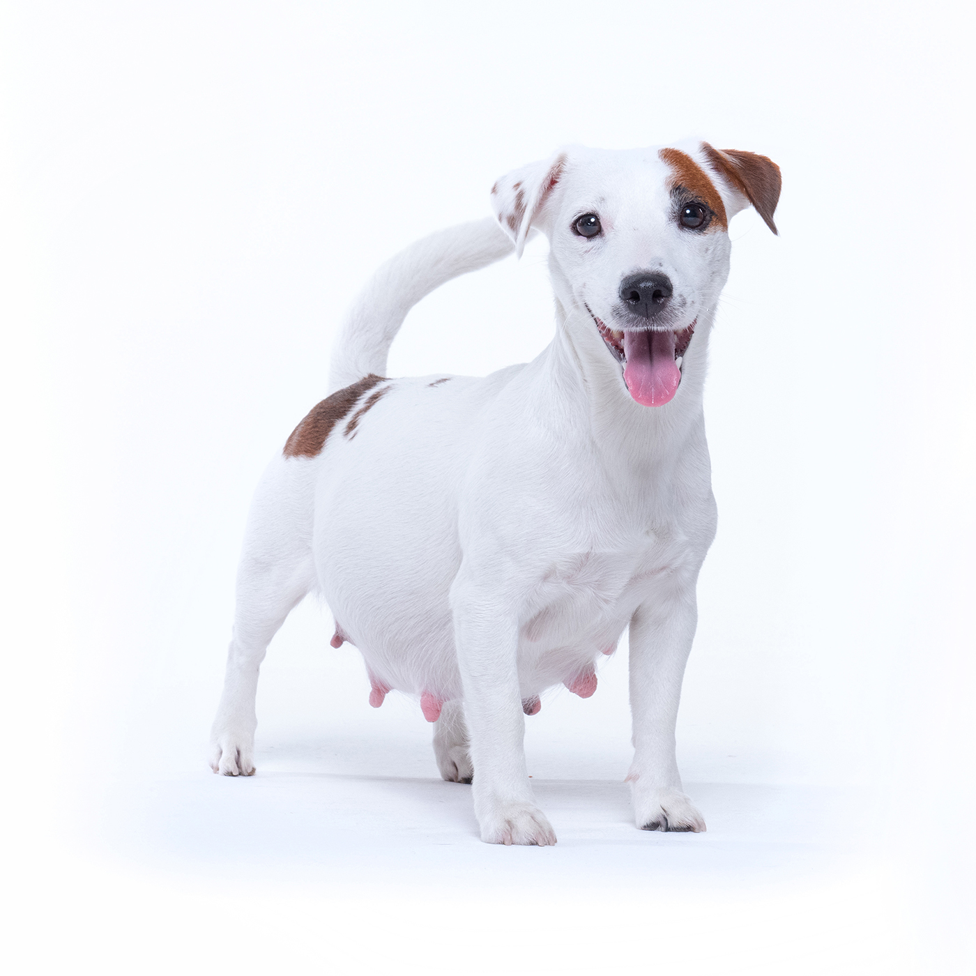 Sterilisatie van de teef ( hond ) - Dierenkliniek Tiel