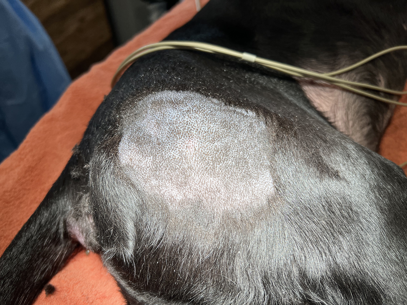 Behandeling van een mastocytoom bij de hond met Stelfonta