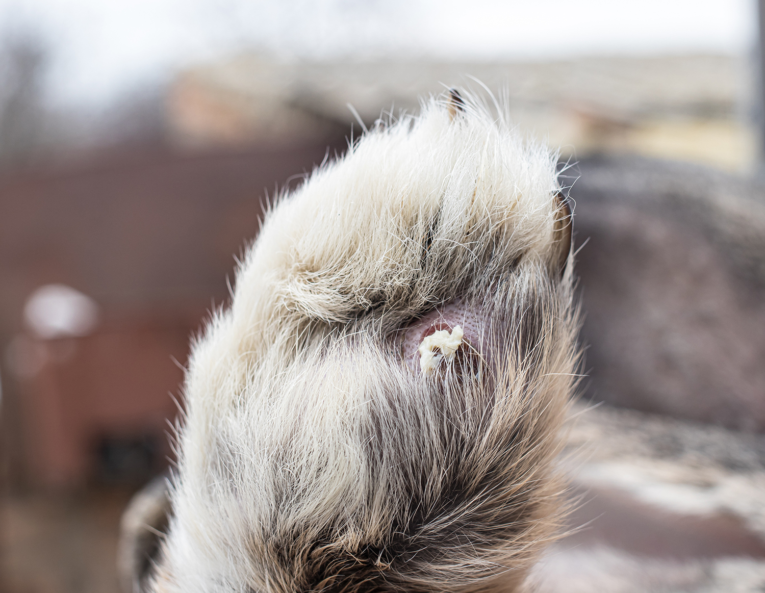 Pododermatitis, of kapotte hakken bij het konijn