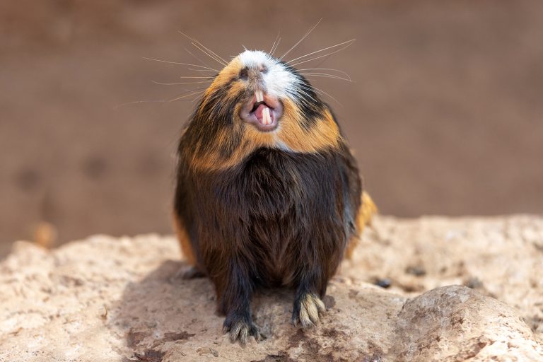 Vitamine C-tekort bij de cavia - Dierenkliniek Tiel-Drumpt
