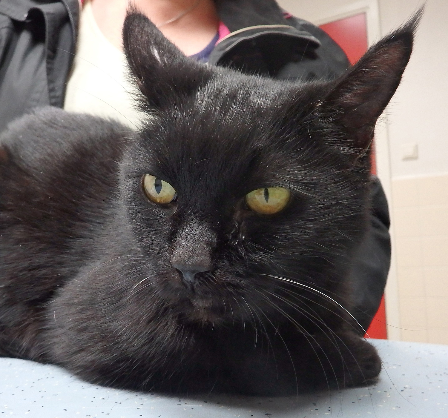 Het syndroom van Horner - Dierenkliniek Tiel-Drumpt