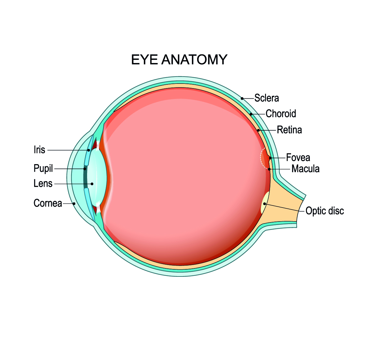 Het droge ogen syndroom ofwel KCS- Dierenkliniek Tiel-Drumpt
