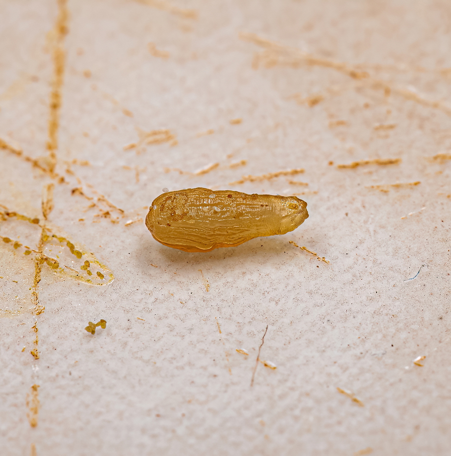 Parasieten bij de kat - Dierenkliniek Tiel-Drumpt