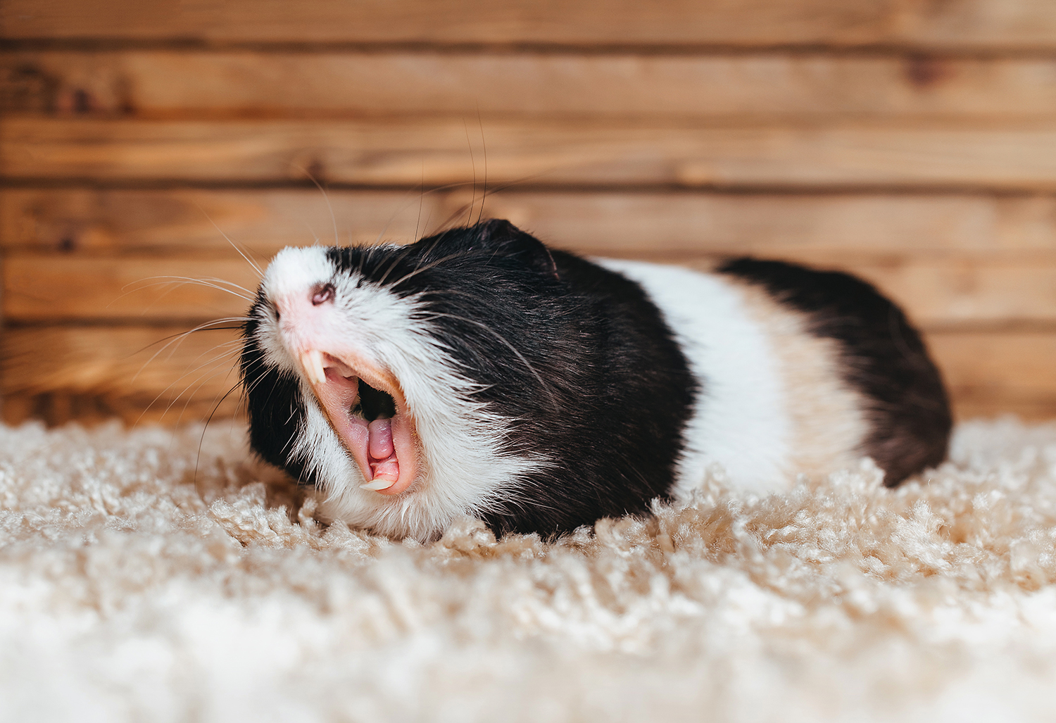 Gebitsproblemen bij de cavia - Dierenkliniek Tiel