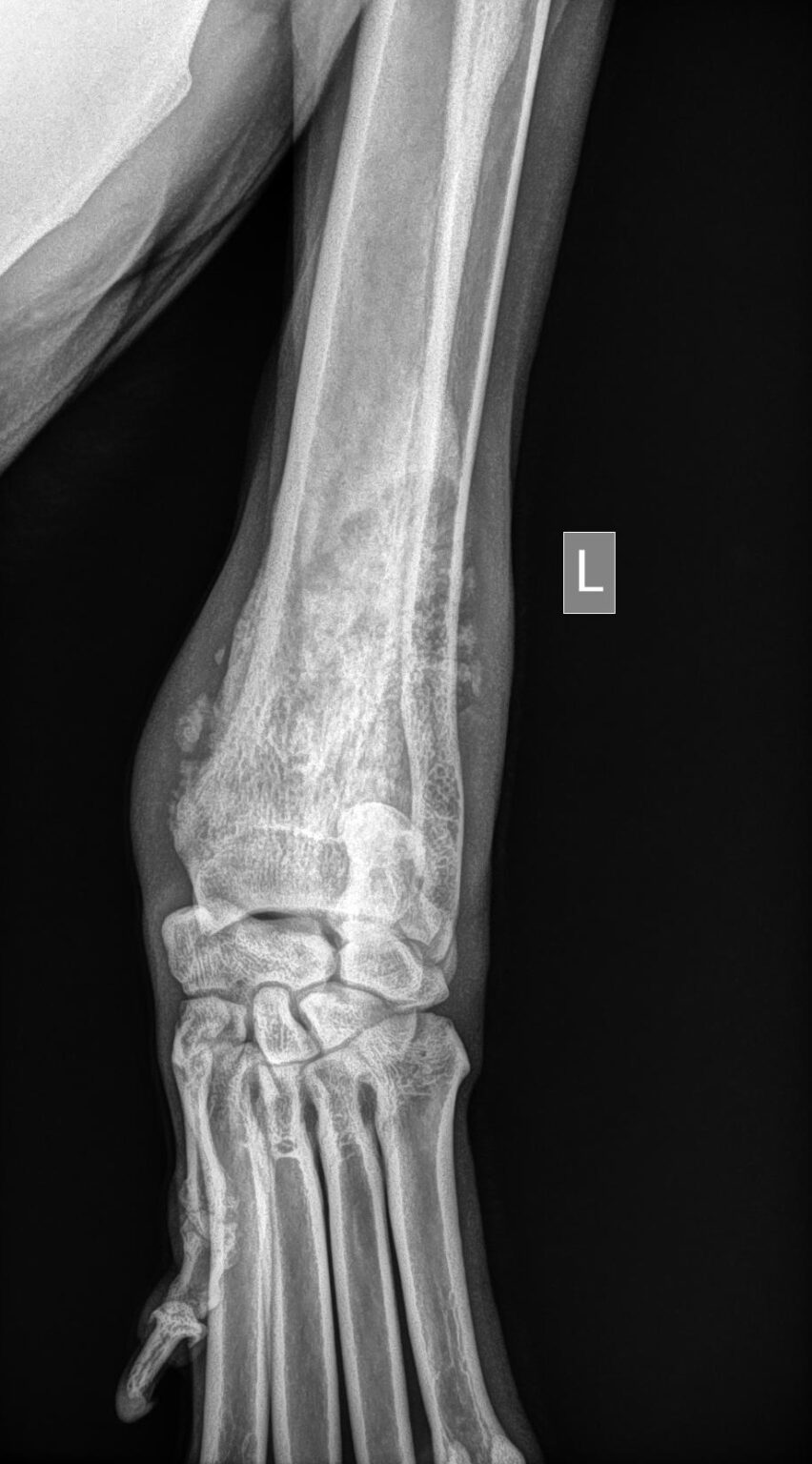 Een kreupele hond - Dierenkliniek Tiel-Drumpt